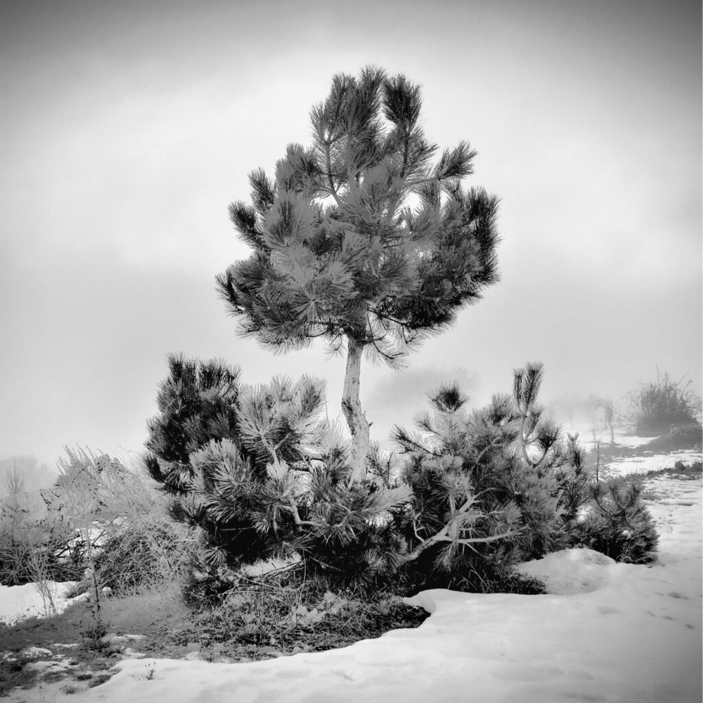 Solitary - CARMELITAIEZZI.COM